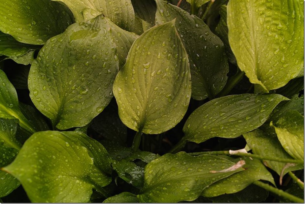 Water Me | Daily prayers and meditations